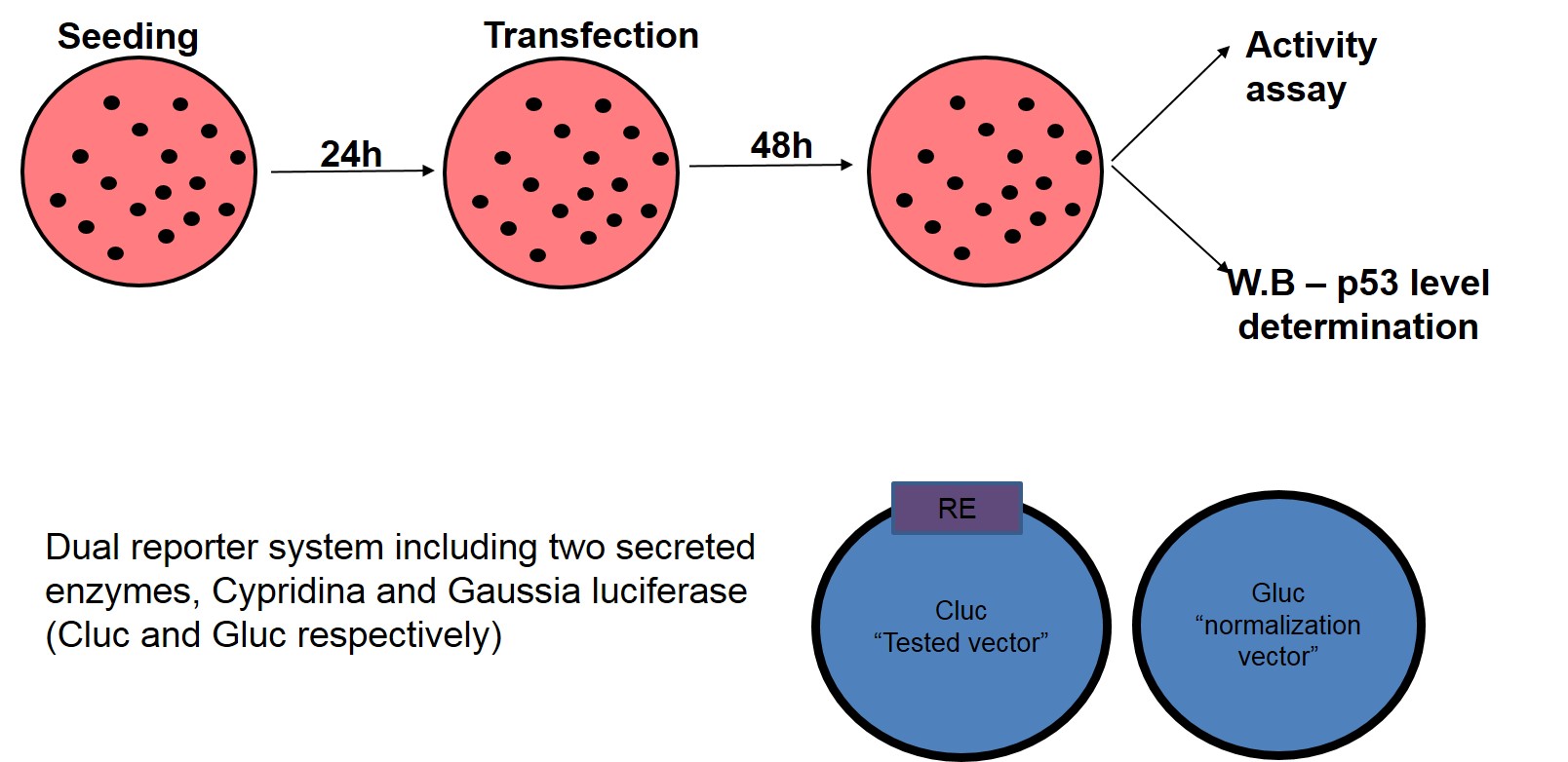 Reporter gene assays in mammalian cells – Tali Haran’s lab